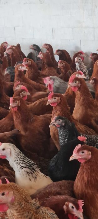 KURY NIOSKI z JAJKIEM Green Shell Dominant Lohmann Messa Rossa Leghorn ...