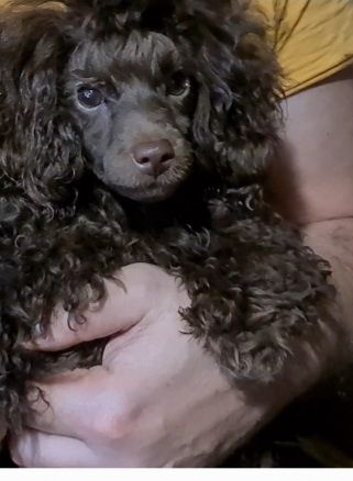 Вязка КСУ-FCI Той пудель шоколадный (Коричневый).: 4 000 грн. - В'язка Харків на Olx