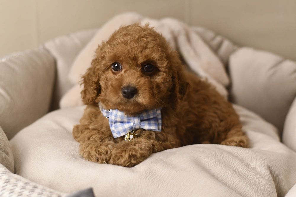 Cavapoo F1 wyjątkowy chłopiec o barwie RED gotowy do odbioru Warszawa ...