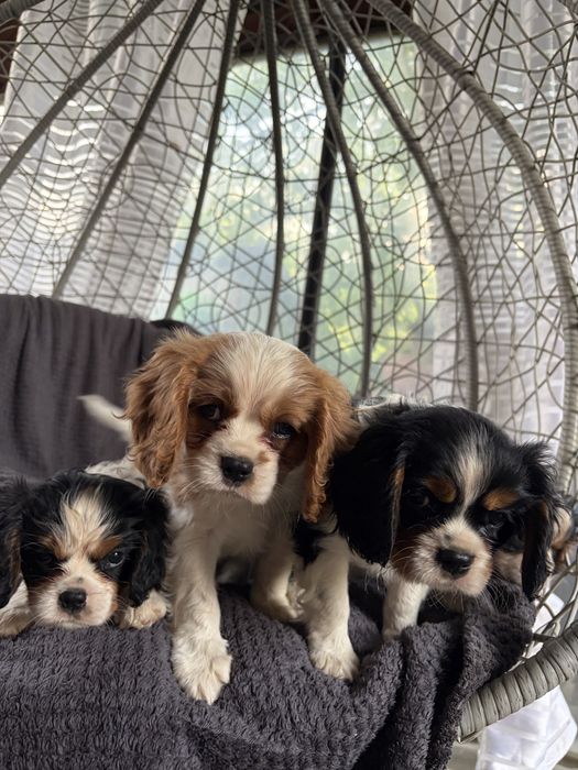Cavalier king charles spaniel Biecz • OLX.pl