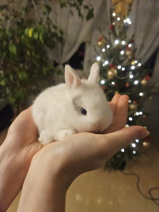 Króliczki miniaturki Gorzów Wielkopolski • OLX.pl