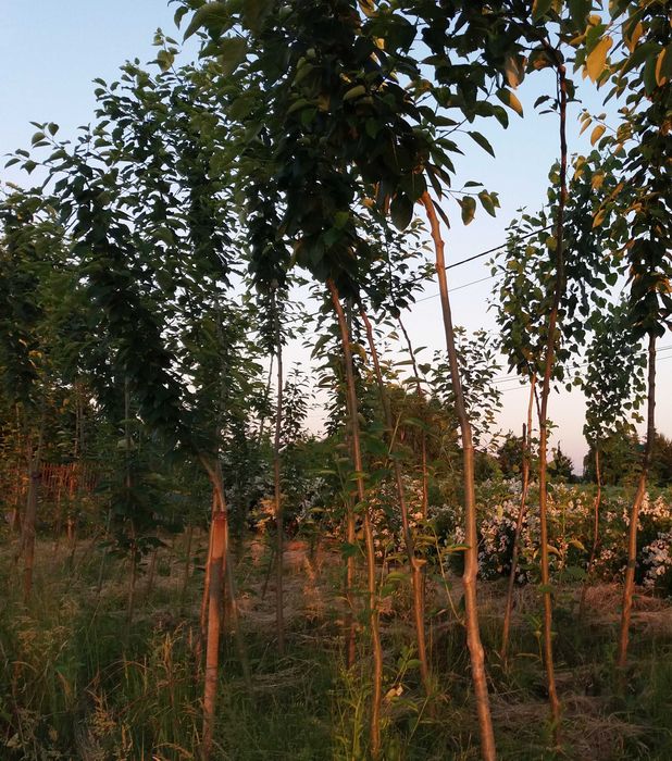 Topola energetyczna szybko rosnąca hybryda H 275 sadzonki sztobry Chełm ...