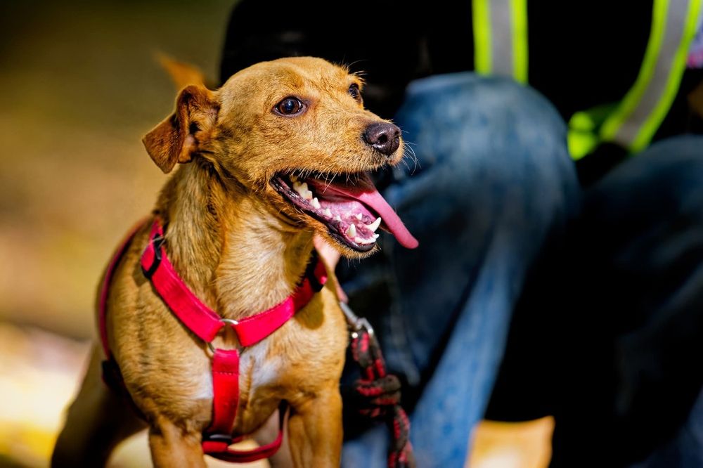 Lemon, mlody i energiczny w typie jack Russell Radom • OLX.pl