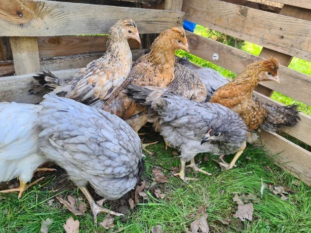 Green Shell Kury - Drób - OLX.pl