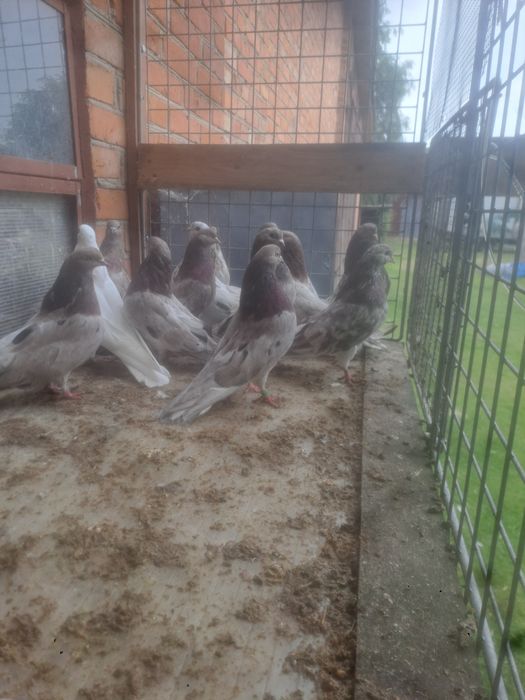 Gołębie orliki kolorowe Zielona • OLX.pl