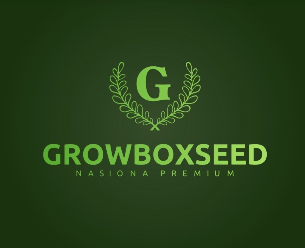 Green Gelato Automatic 100szt Feminizowane 99,9% Nasiona Marihuany ... Green Gelato Automatic 100szt Feminizowane 99,9% Nasiona Marihuany ...