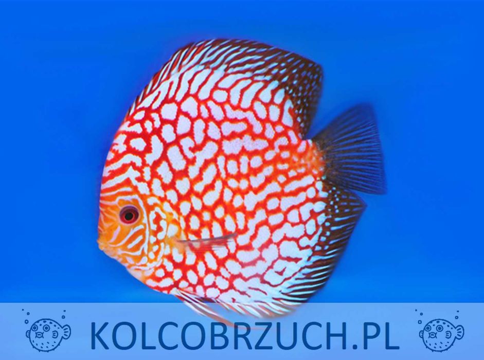 Paletka - Dyskowiec - PIGEON BLOOD - Symphysodon discus - dowóz ...