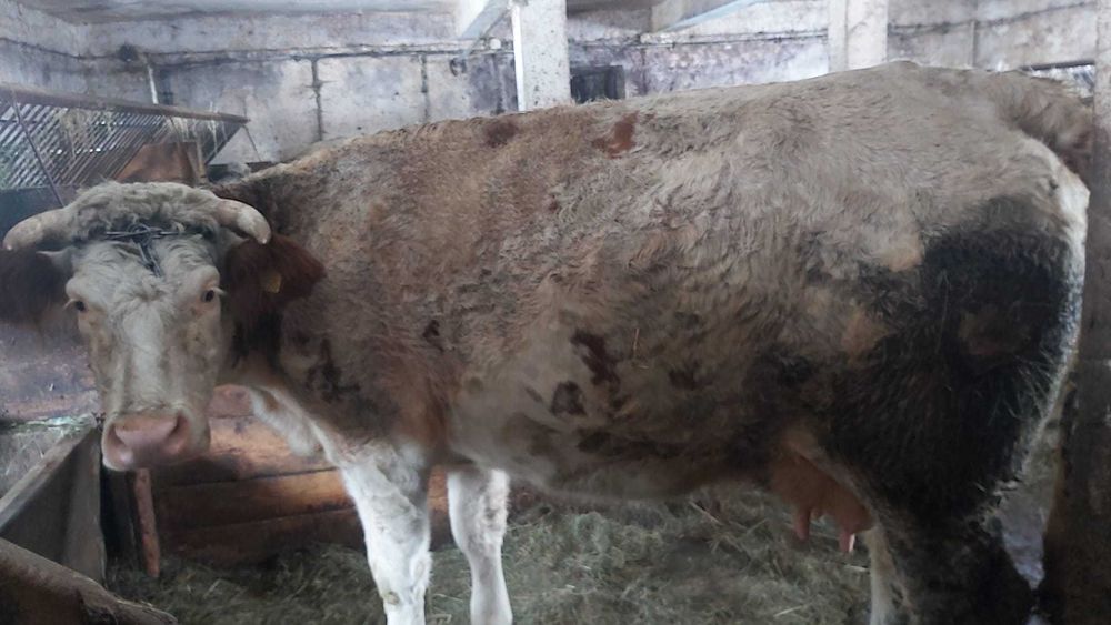 Likwidacja gospodarstwa, 1 krowa, simental, krowa cielna Chyżne • OLX.pl