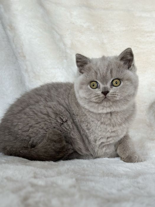 Koty brytyjskie,hodowla Slodziak*Pl WCF Wrocław Śródmieście • OLX.pl