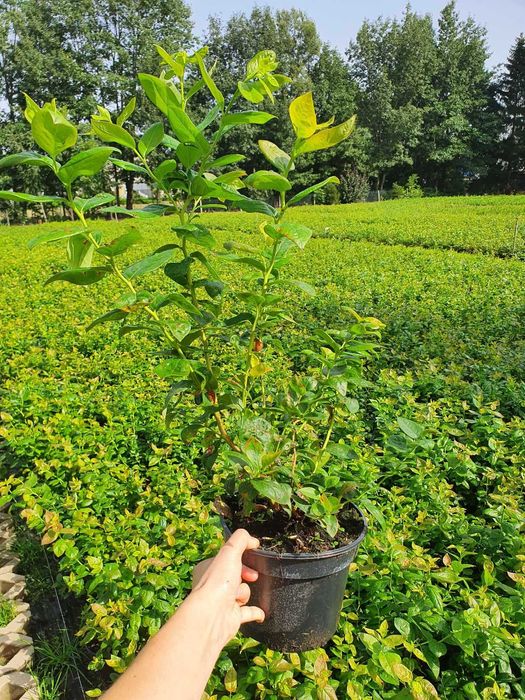 Borówka amerykańska sadzonki / blueberry / / Duke / Chandler/ Bluecrop ...