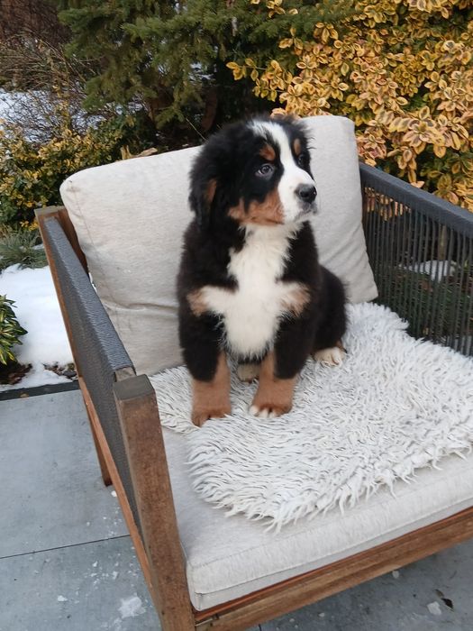 Berneński piesek MORIS,rodowód cztero pokoleniowy, ur.10.11.25 ...