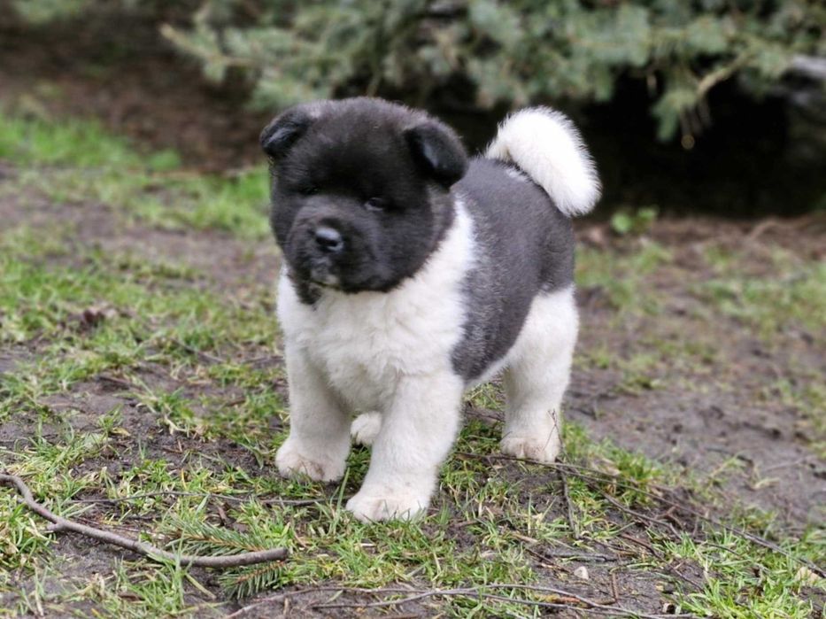 Akita Amerykańska ZKWP (FCI) Słupca • OLX.pl