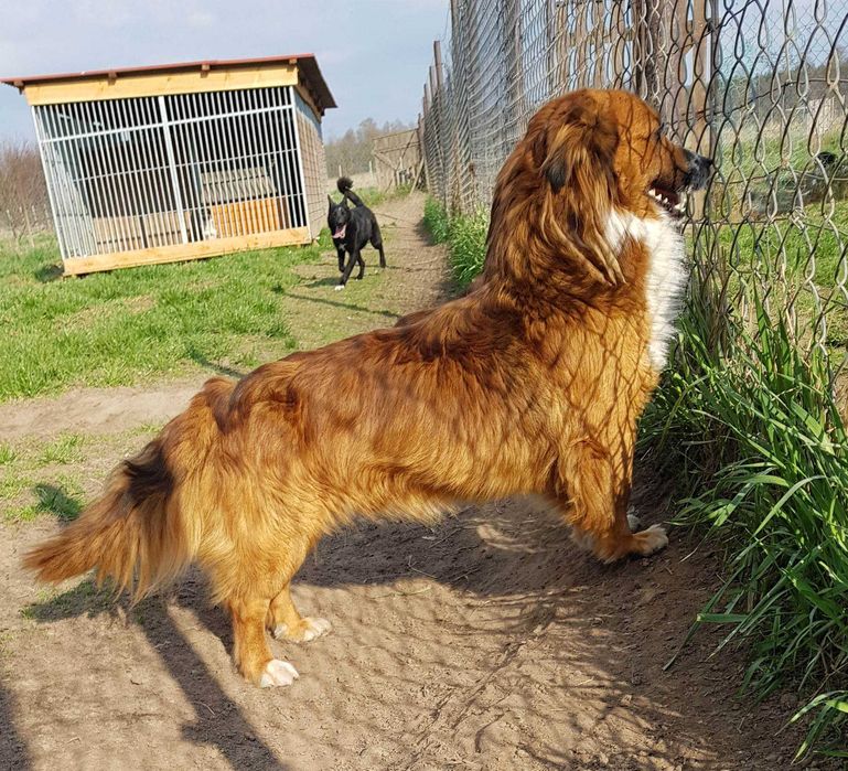 ARTEK- rudy pies w typie jamnika Błędowo • OLX.pl