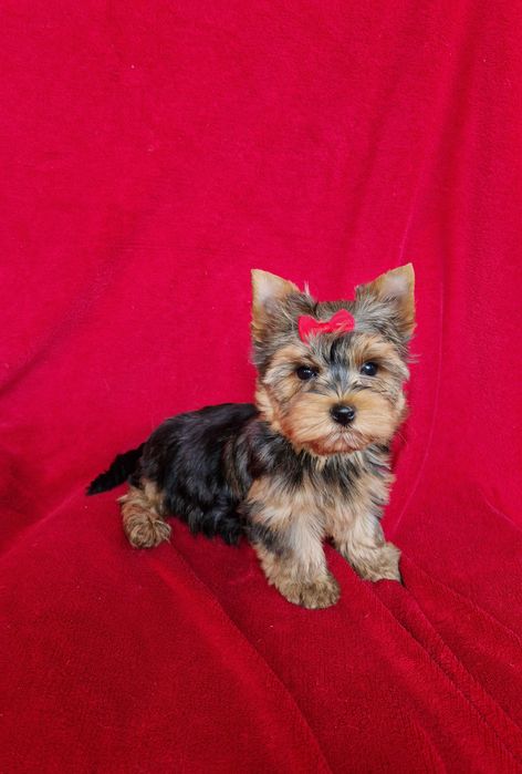 Piesek Macho york Łańcut • OLX.pl