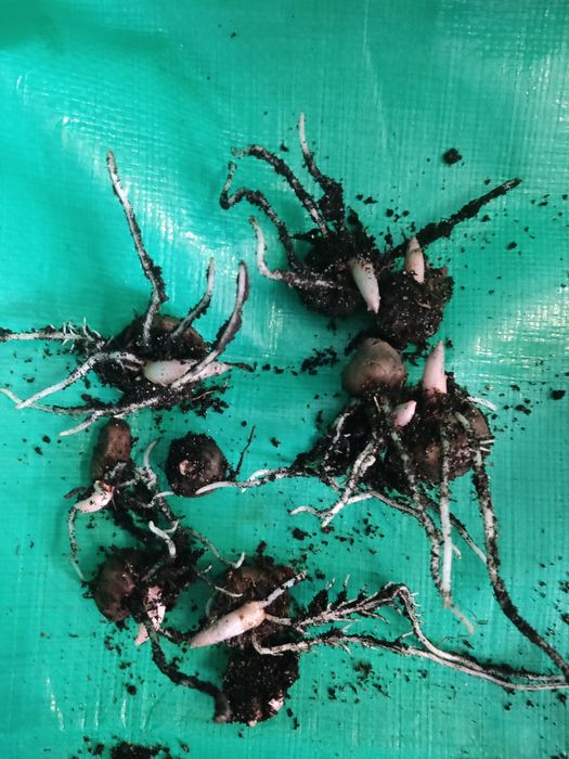 Dziwidło Riviera Amorphophallus konjac - bulwy Warszawa Bemowo • OLX.pl