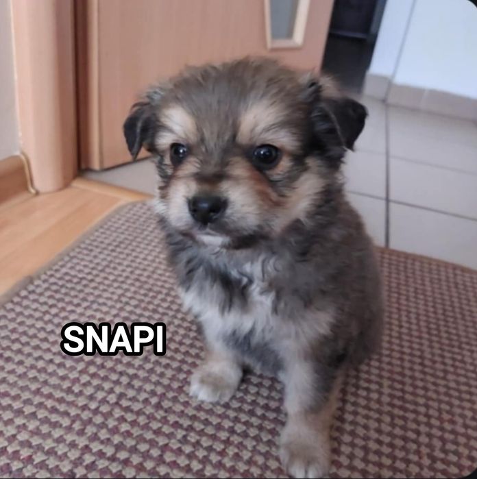 Skipper, Snapi i Suzi szukają domu Włocławek • OLX.pl