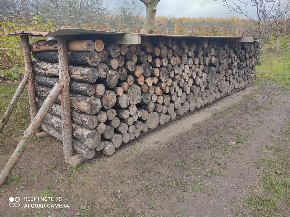 Sosna opałowa 170 zł metr Odrzywół • OLX.pl