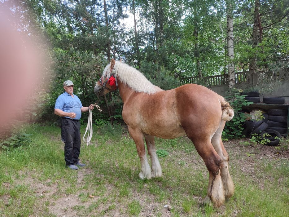 Sprzedam ogiera zimnokrwisty 2 letni Belno • OLX.pl