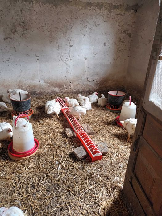 Kurczaki brojlery Maszkienice • OLX.pl