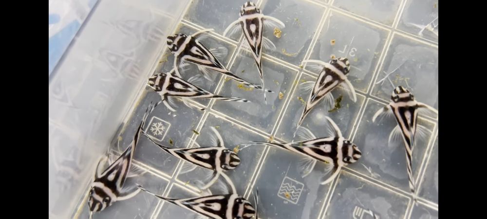 Pleco L046 Hypancistrus Zebra - Os peixes já estão disponíveis ...