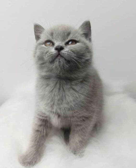 Kot brytyjski z rodowodem Gliwice Brzezinka • OLX.pl