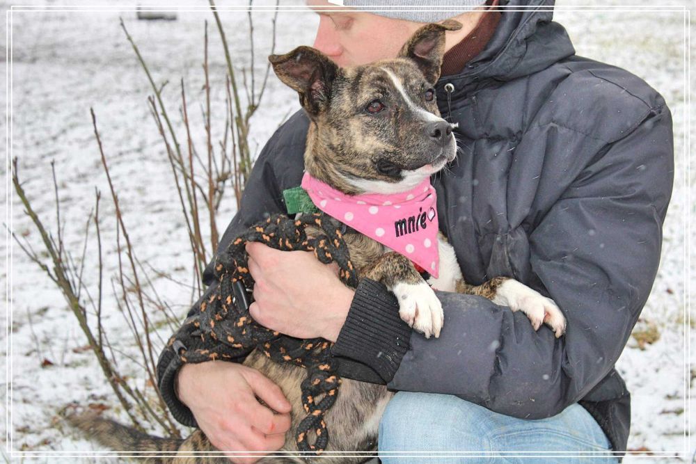 Mini amstaff do adopcji Dobroń • OLX.pl