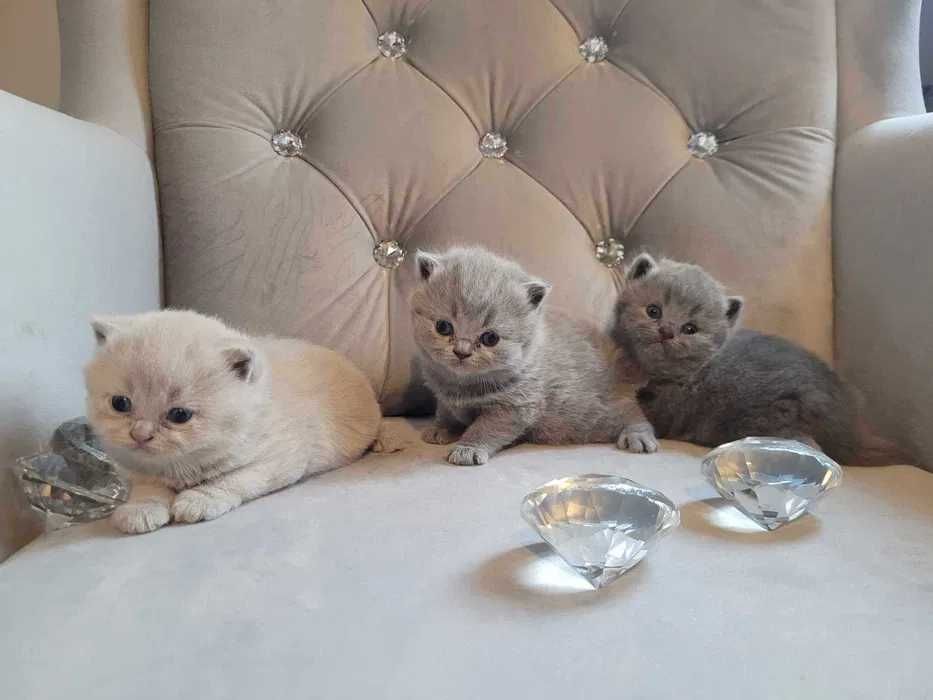 Slodkie Kotki brytyjskie Szczecin Bukowe • OLX.pl