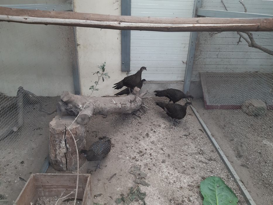 Faisão Chinqui 2024 Custóias, Leça Do Balio E Guifões • OLX.pt