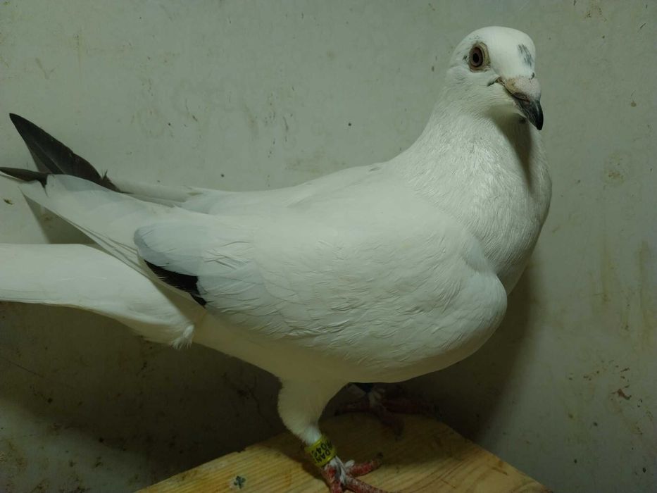 Gołębie pocztowe- Śliczna szymla dunka DAN 2024 czip adres-glazer oczy ...