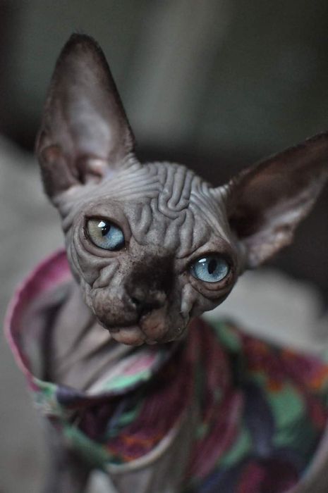 Sfinks kotka różnooka top Warszawa Wola • OLX.pl