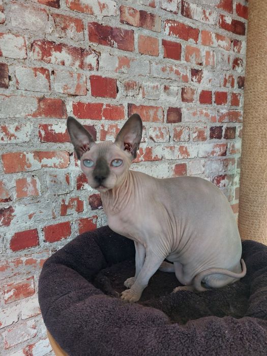 Sfinks kanadyjski. Dziewczynka Koszalin • OLX.pl