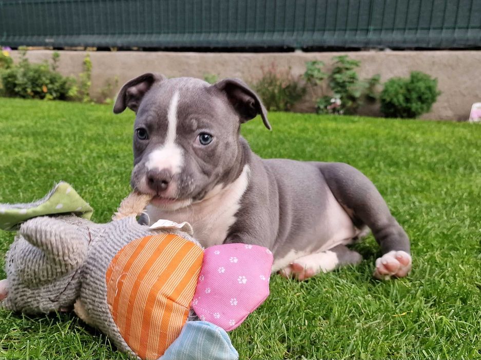 American Staffordshire Terrier Amstaff Blue ZKwP FCI Bydgoszcz • OLX.pl