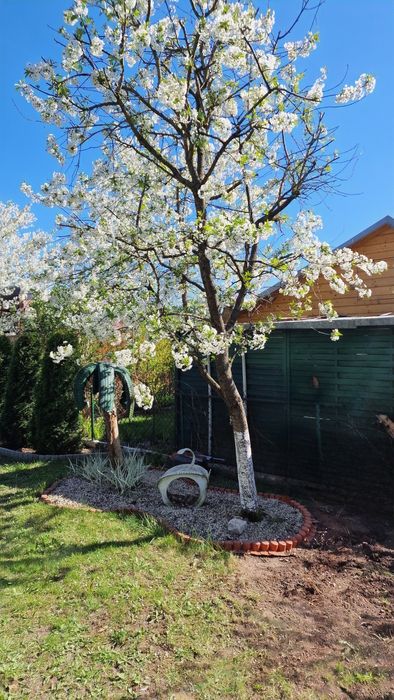 Działka ROD Dojlidy Białystok Kawaleryjskie • OLX.pl