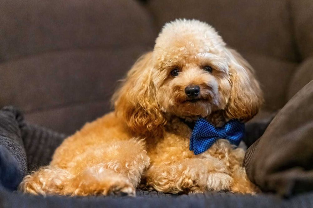 Reproduktor Pudel Toy Toruń • OLX.pl