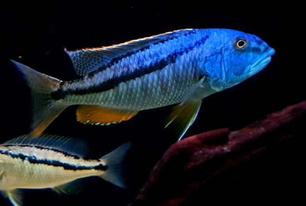 Aristochromis christyi - Pyszczak - Pyszczaki - dowozimy, wysyłamy Łódź ...