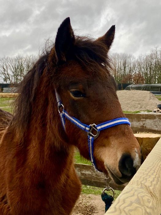 Poldra Garrana Pura e Registada na ACERG Guarda • OLX.pt