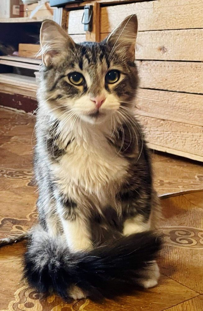 Котик, кошеня, кіт: Безкоштовно - Безкоштовно (тварини і в'язка) Львів ...