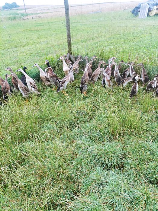 Biegusy indyjskie czubate Dębowa • OLX.pl