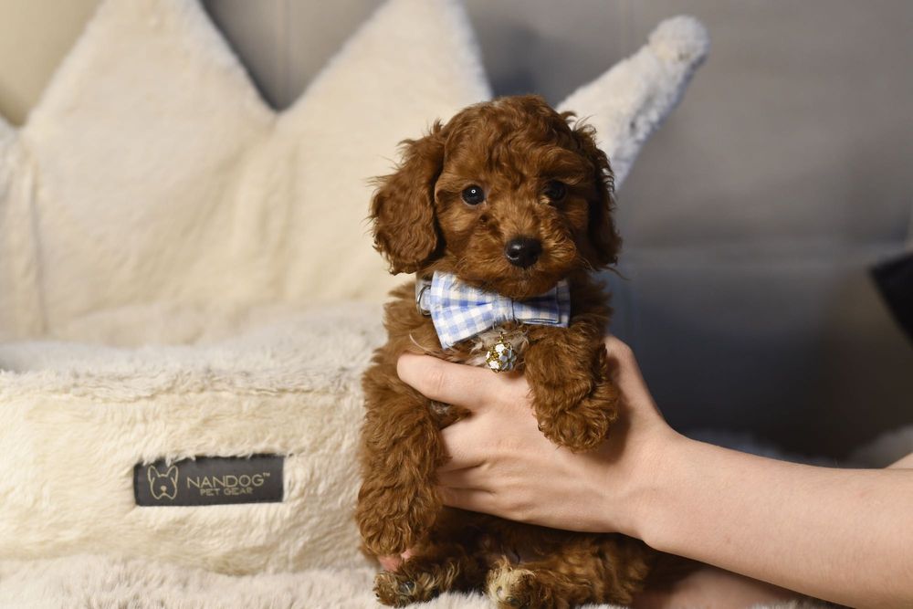 Cavapoo F1 RED BROWN wyjątkowy chłopiec Zarezerwowany Warszawa Bemowo ...