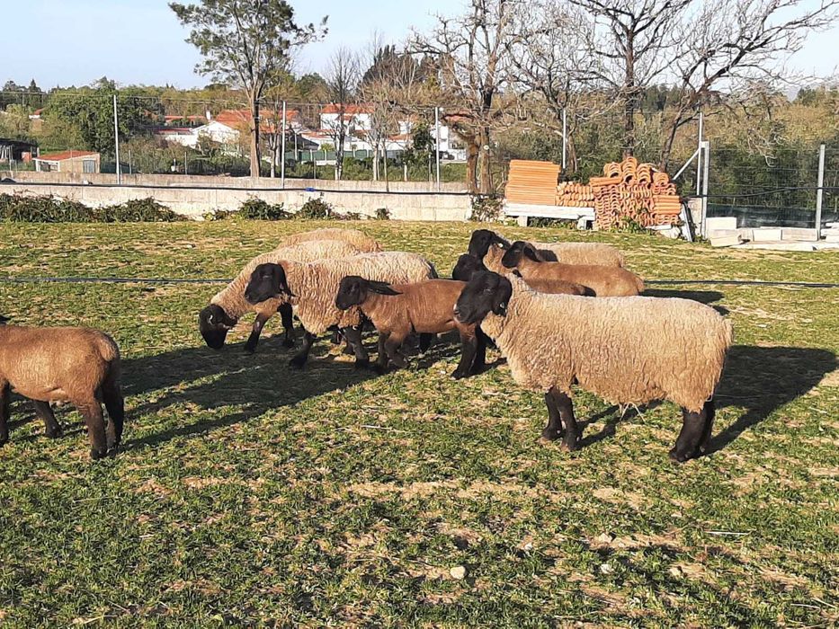 Borregos / Borregas da Raça Suffolk Puros Pedreiras • OLX Portugal