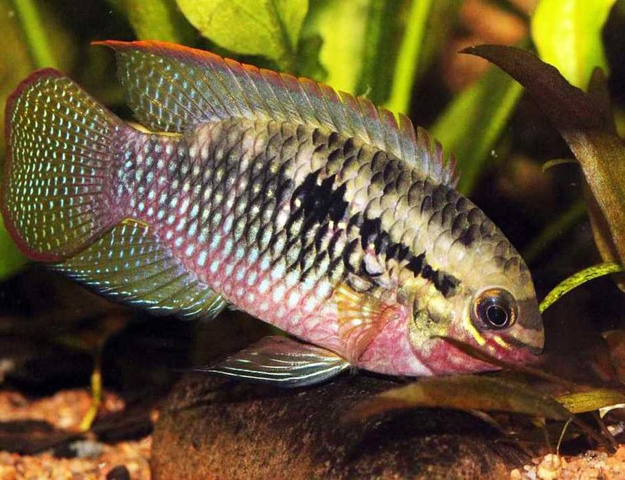 Akara wiśniowa - Akarka - Korumba - Laetacara dorsigera - dowóz Łódź ...