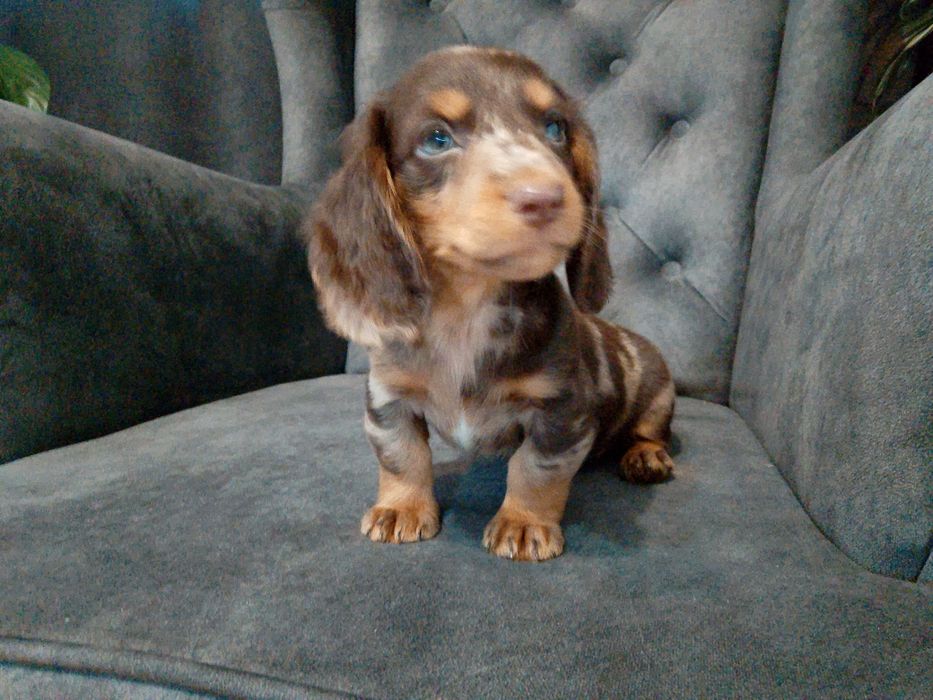 jamnik merle - Twój przyszły pies | OLX Zwierzęta