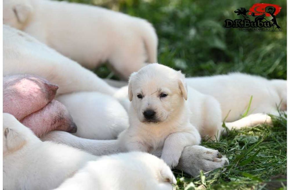 Akbash Kangal Tureckie Psy Pasterskie. Gubin • OLX.pl