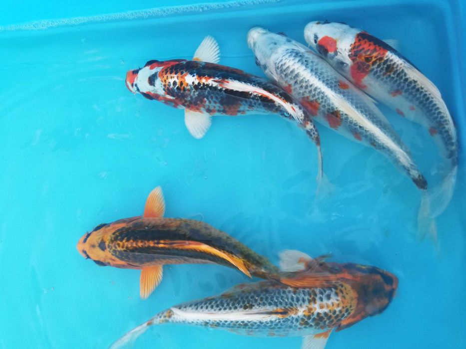 Karpie koi, ghosty, ryby do stawu Wyszków • OLX.pl