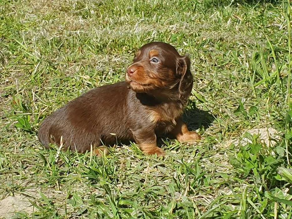 Jamnik długowłosy miniaturowy Hopowo • OLX.pl