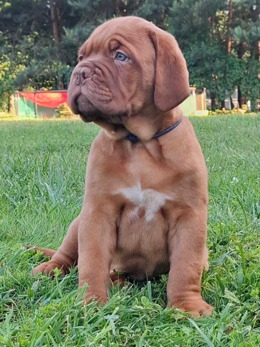 Dogue de Bordeaux FCI Olszyny • OLX.pl