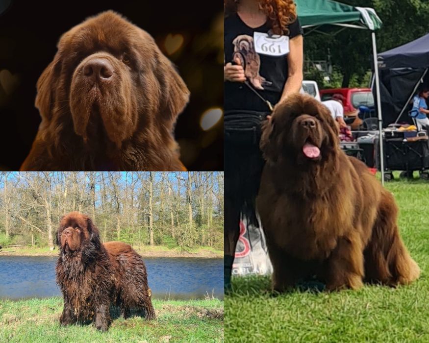 Nowofunland ZKwP FCI suka/zapowiedź miotu Skierniewice • OLX.pl