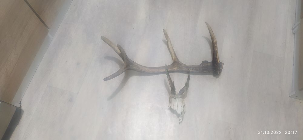 Poroza jedno jelenia i drugie kozla Brenno • OLX.pl