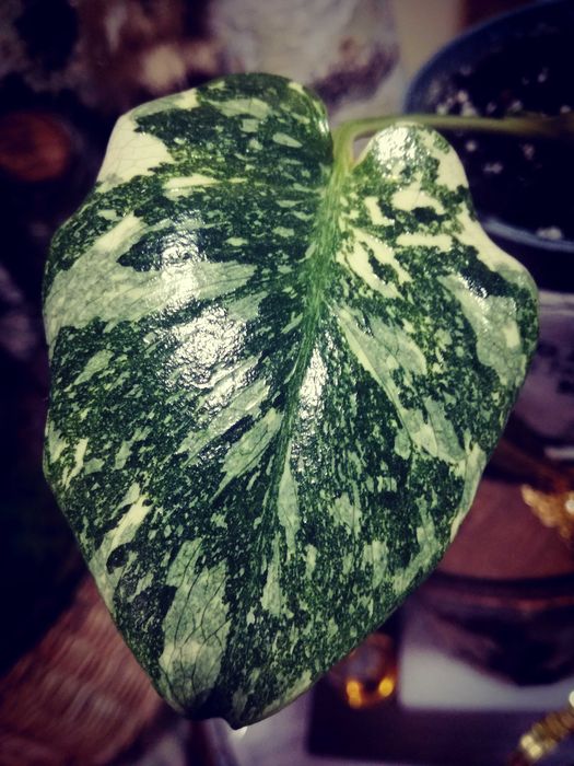 Monstera Thai Constellation Platinum Mint ORYGINAŁ variegata philodend ...