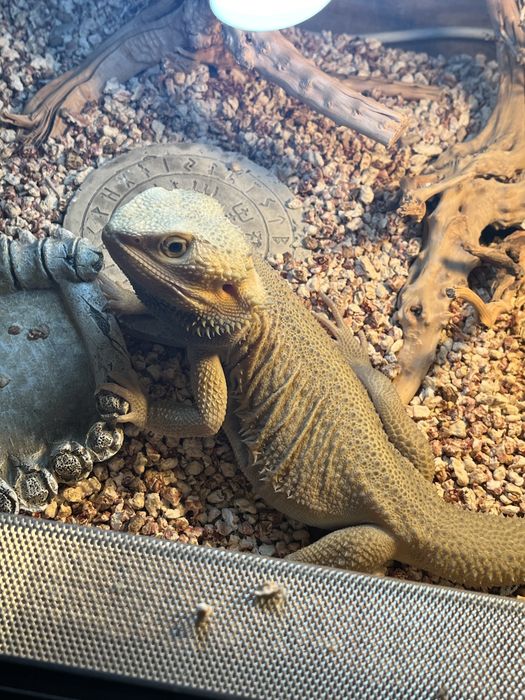 Agama brodata samiec Z TERRARIUM Wołomin • OLX.pl